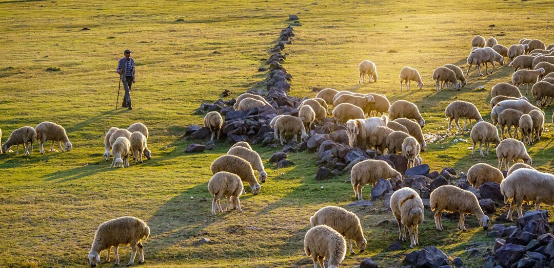 The Ways of the Shepherd - Principles to Apply to Your Leadership ...